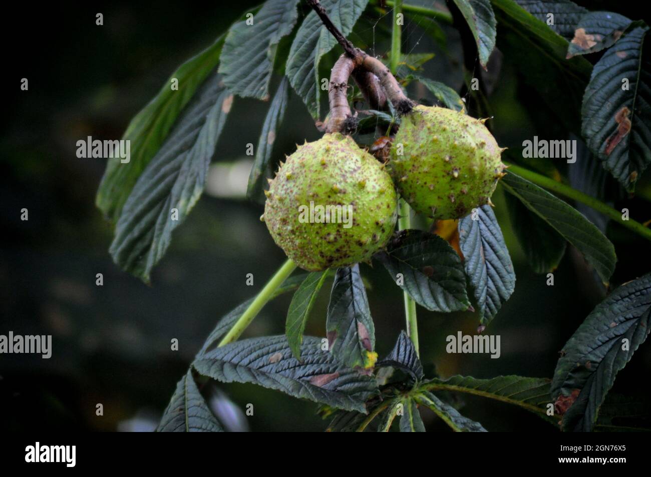Horse chestnut tree seed hi-res stock photography and images - Alamy