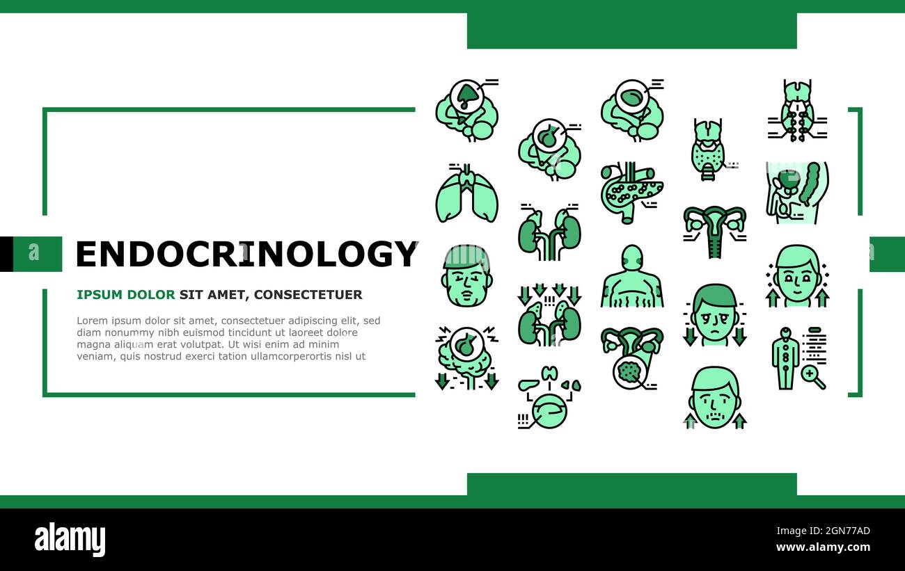 Endocrinology Medical Disease Landing Header Vector Stock Vector Image