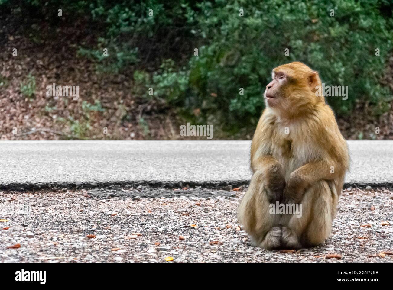Freedom monkeys hi-res stock photography and images - Alamy