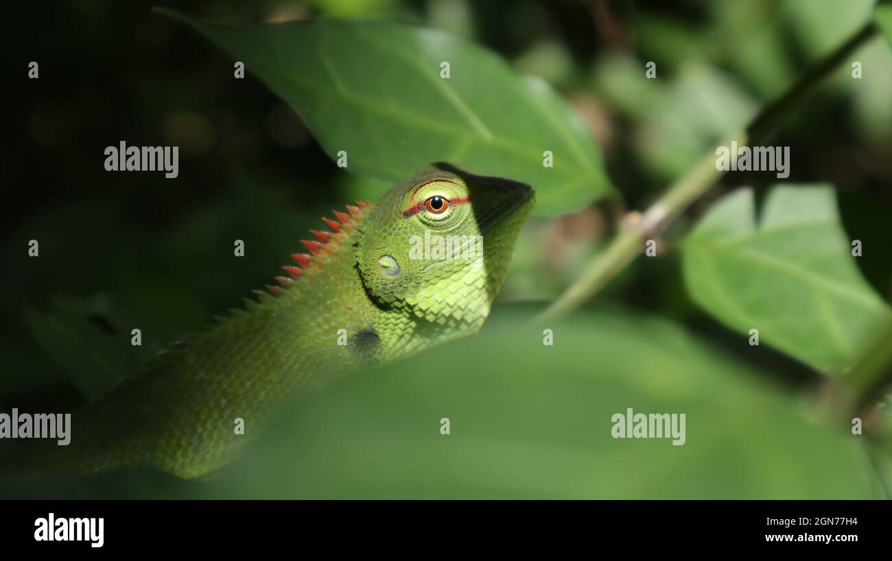 A feared green color common garden lizard face. This lizard hiding on a ...