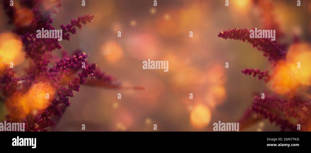 Autumn natural background with burgundy amaranth flower, banner with ...