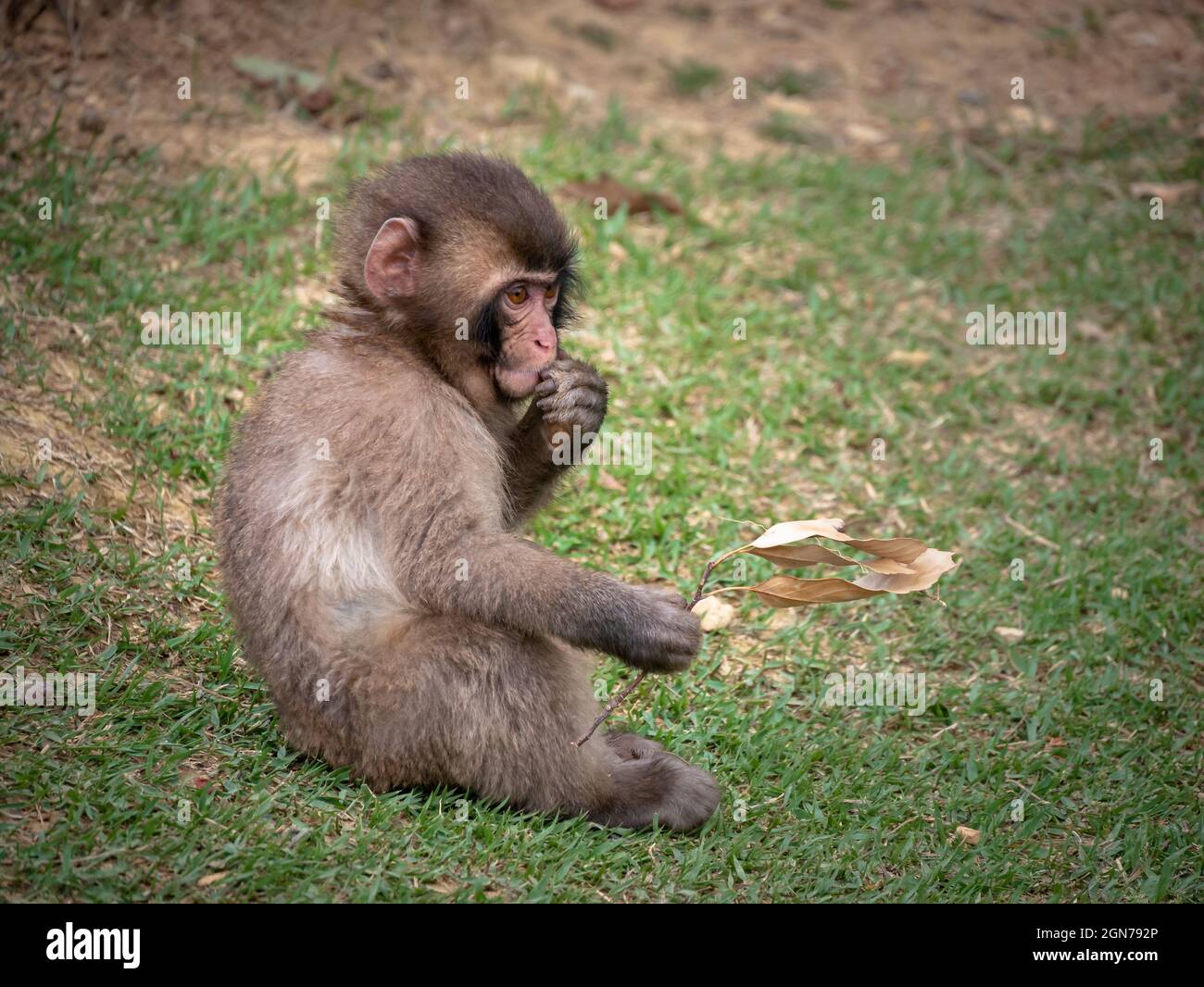 Baby monkey sitting on the grass and holding branch with leafs Stock ...