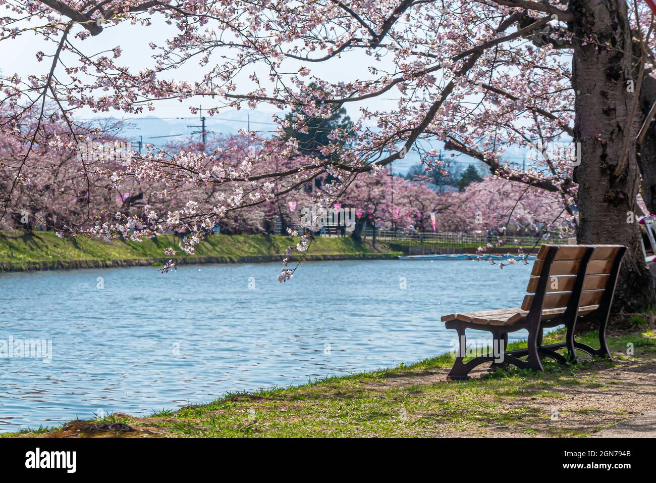 Wooden bench under the cherry tree at the lake Stock Photo - Alamy