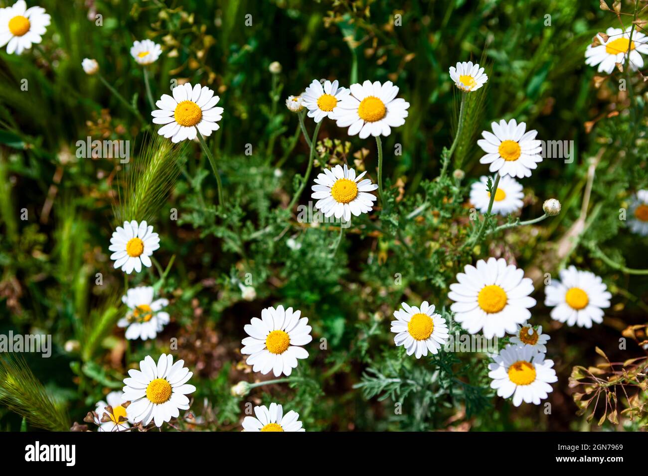 Daisy bloom time . Flowering plants in springtime . Wild flowers and ...