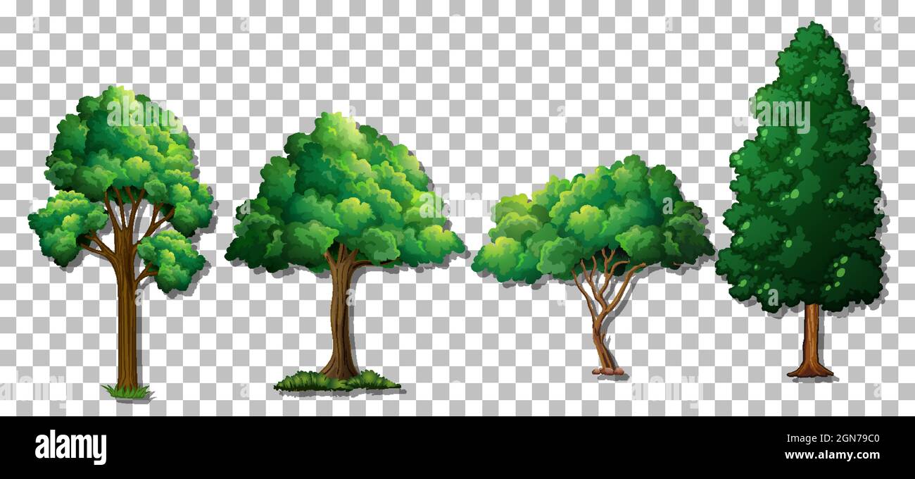 Set of various trees on transparent background illustration Stock ...