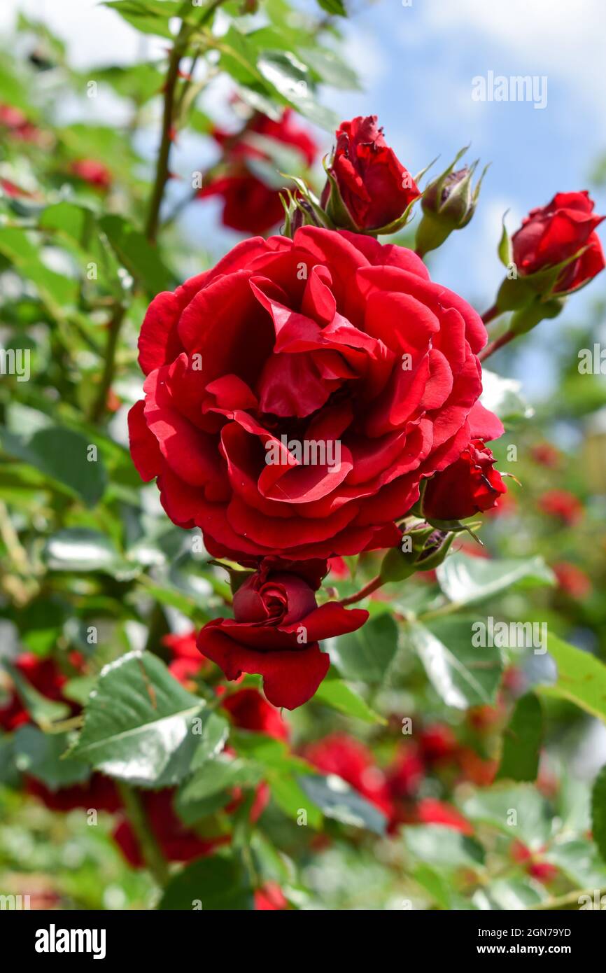 Red Rose flower in Petrvovac na Moru, Montenegro, Adriatic sea Stock ...