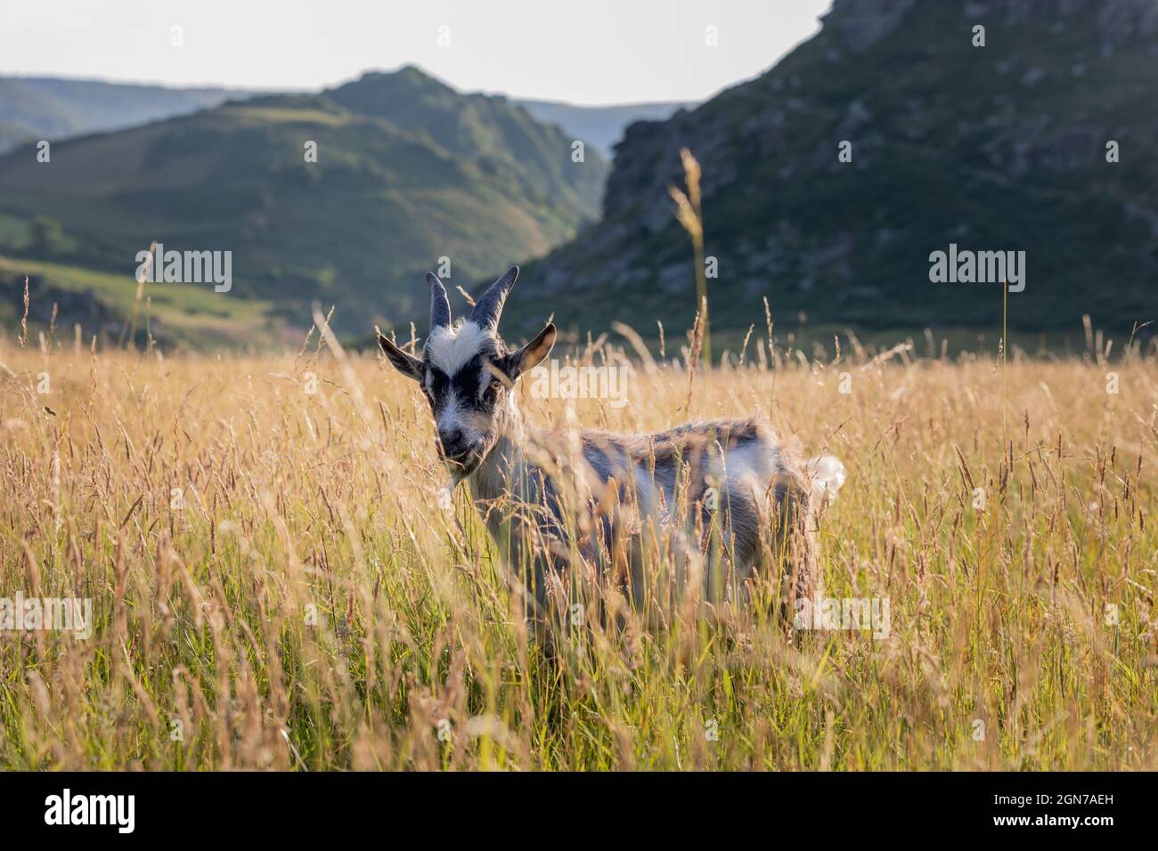 Feral goat grazing in the Valley of the Rocks Lynton Devon England ...