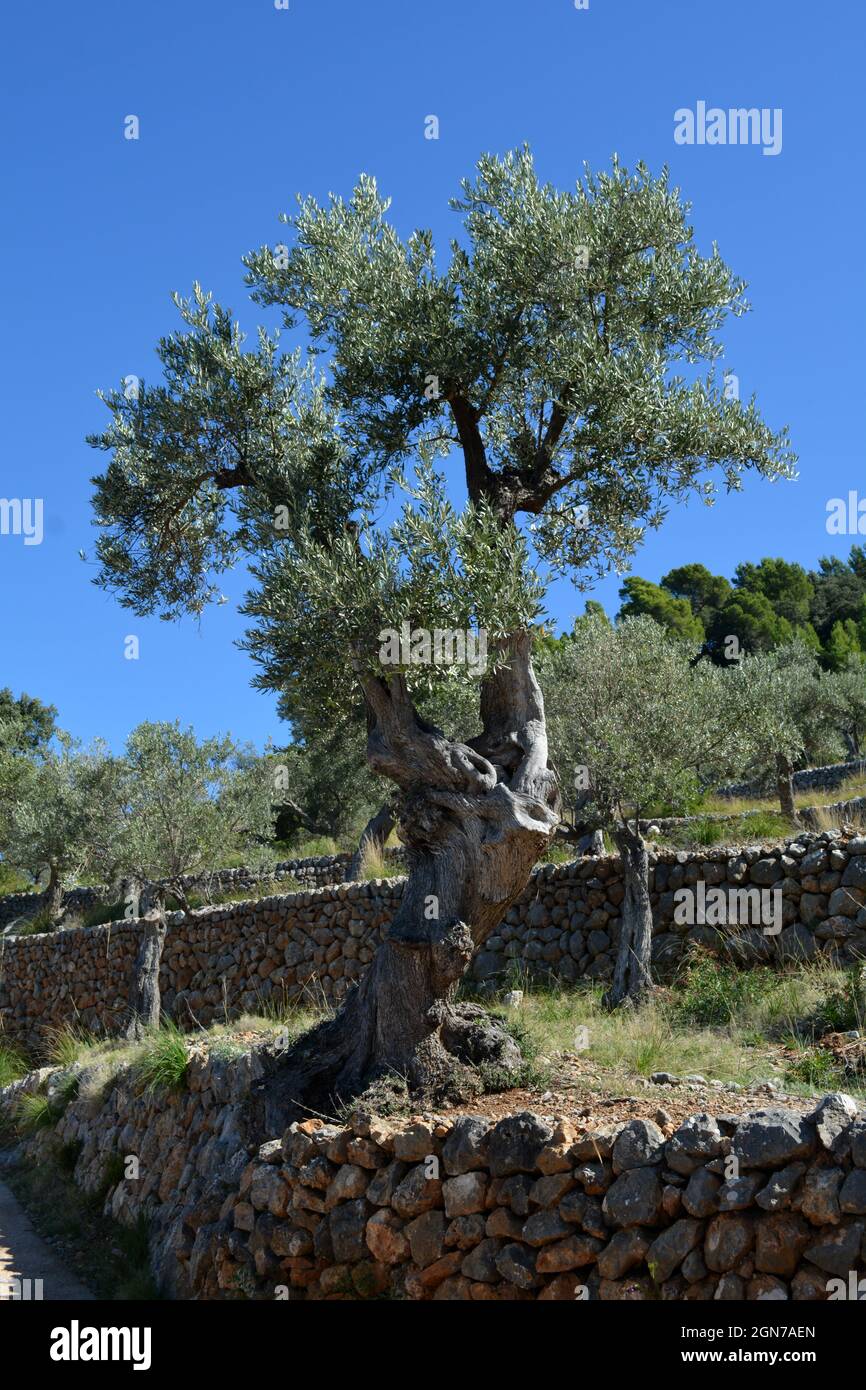 Gnarled olive tree hi-res stock photography and images - Alamy
