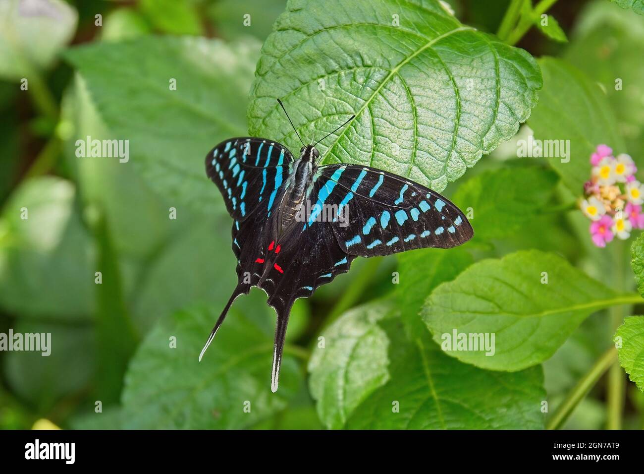 Black and blue butterfly on a leaf Stock Photo - Alamy