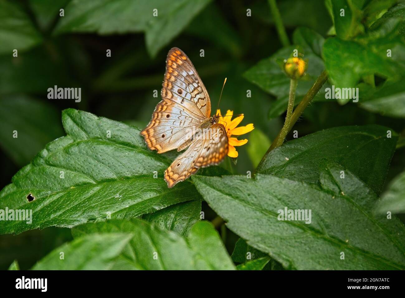 Fly with brown eyes hi-res stock photography and images - Alamy