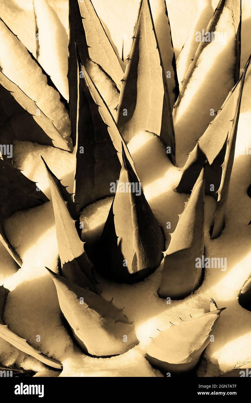 Magave hi-res stock photography and images - Alamy