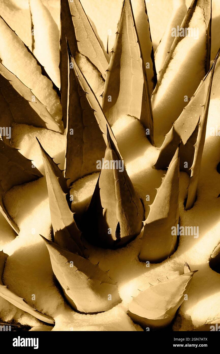 Magave hi-res stock photography and images - Alamy