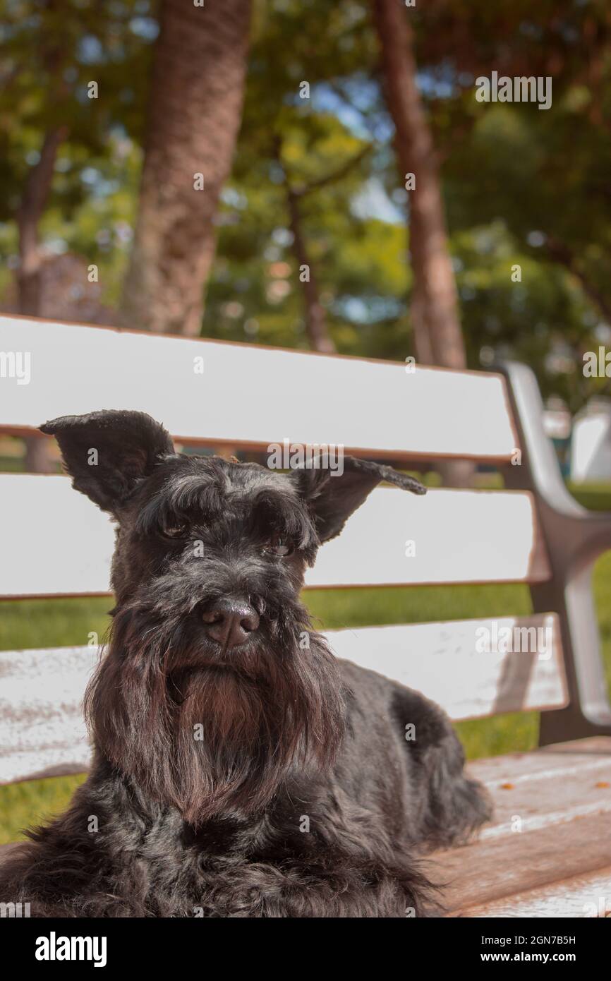 Dog sitting on a park bench outdoors on a sunny day while the dog is ...