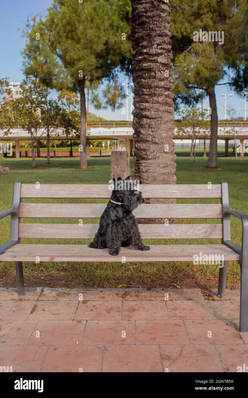 Dog sitting on a park bench outdoors on a sunny day while the dog is ...