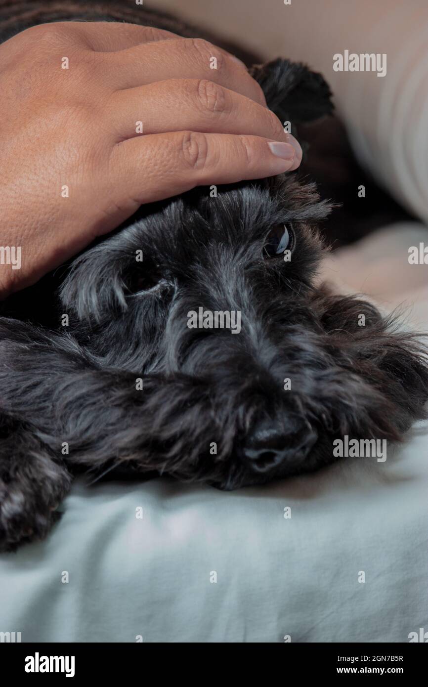 Puppy looking towards camera while a man's hand strokes his head in a ...