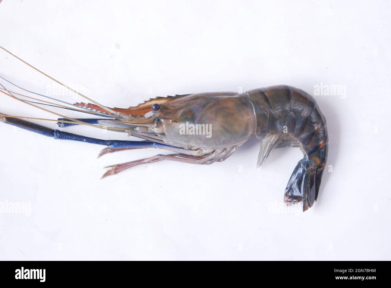 close up of king prawn on white background Stock Photo - Alamy