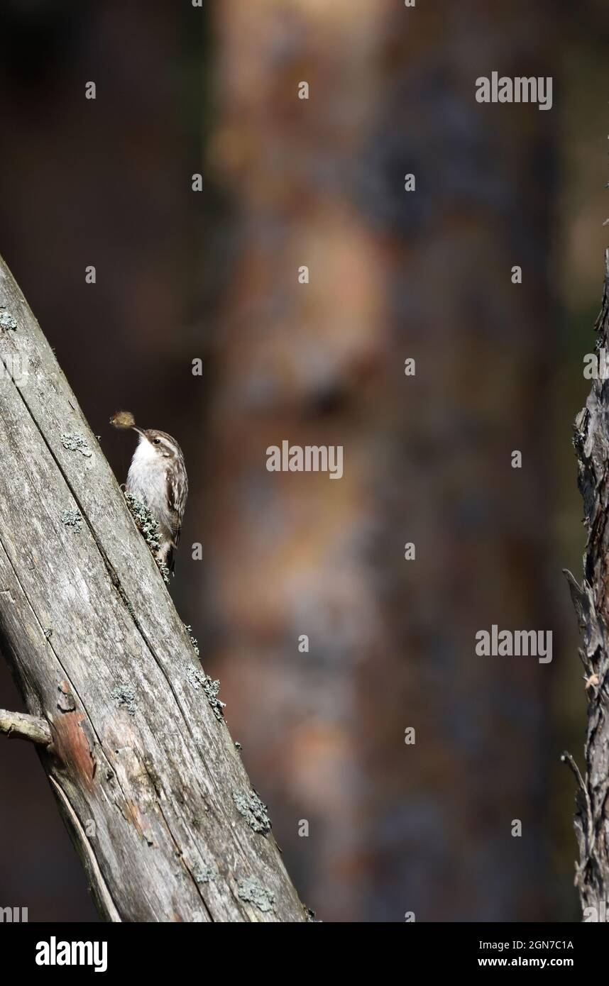 Eurasian Treecreeper running on a tree trunk Stock Photo - Alamy