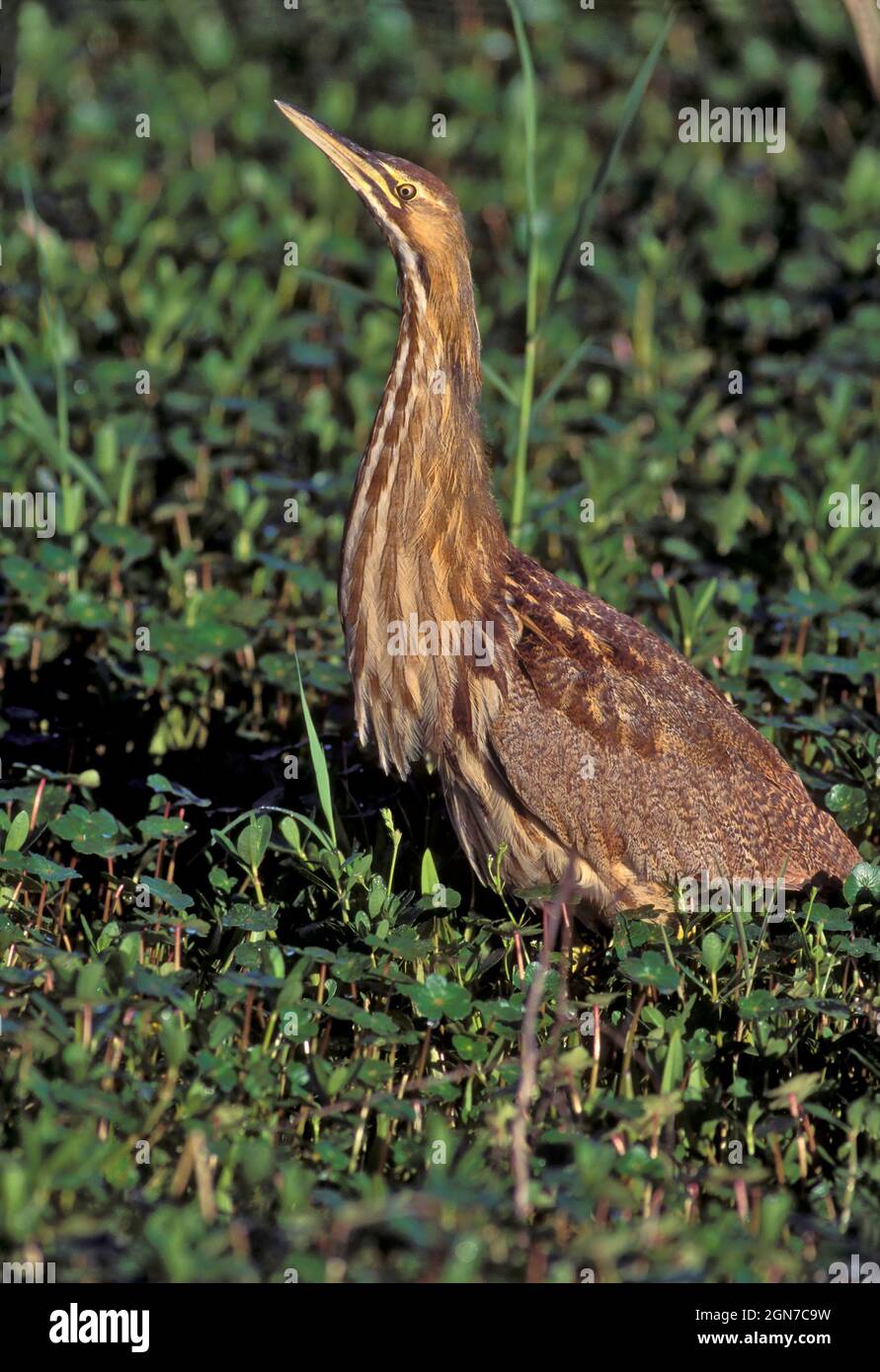 American Bittern - Botaurus lentiginosus Stock Photo - Alamy
