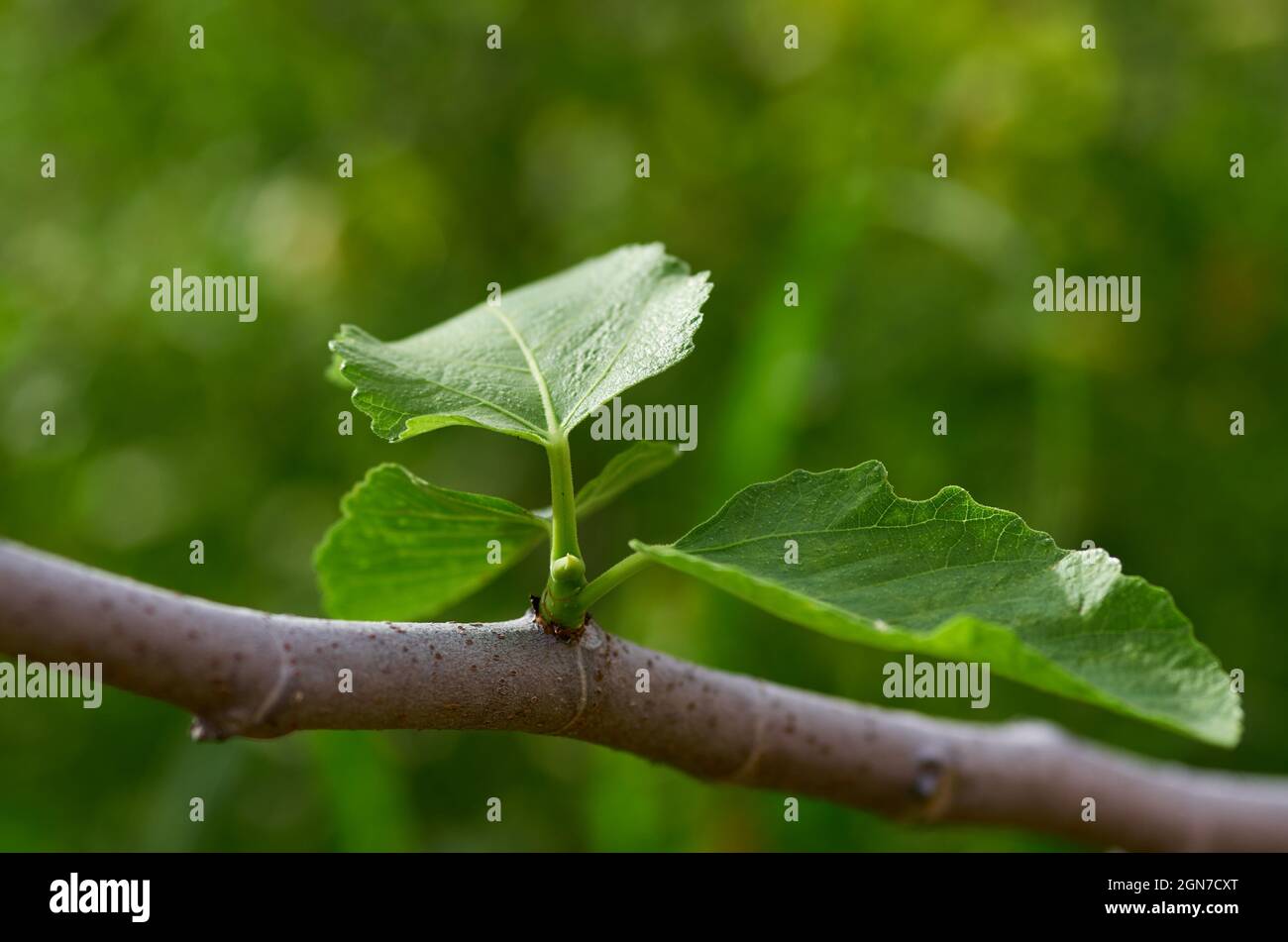 New shoot on the swing of fig tree Stock Photo - Alamy