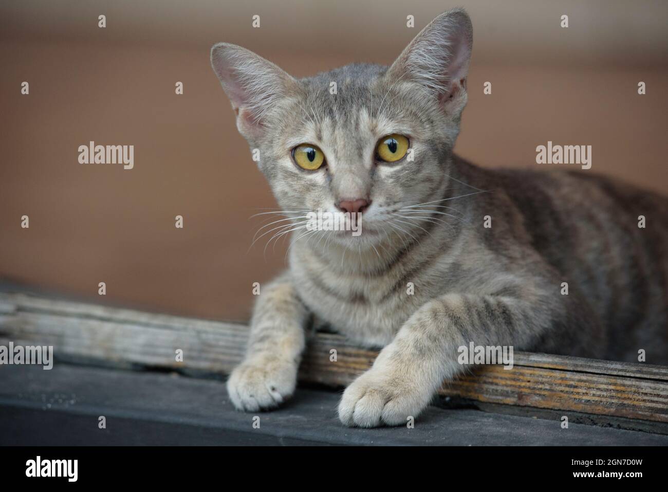 Portrait of a cat resting and staring at the camera inquisitively ...