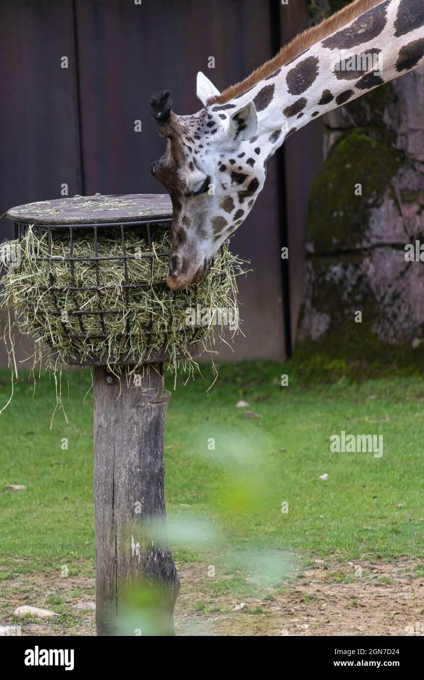 Vertical closeup shot of a giraffe eating grass from a feeder Stock ...