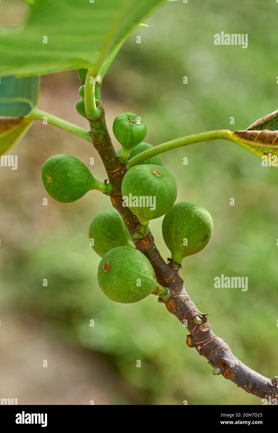 Bunch of the green figs on the twig Stock Photo - Alamy