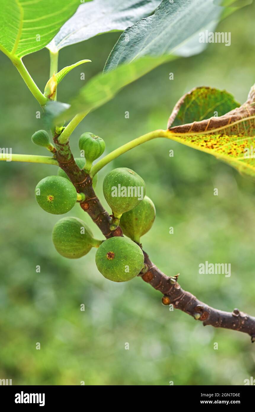 Common Fig Tree High Resolution Stock Photography and Images - Alamy