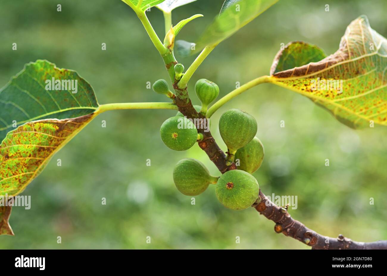Common fig tree hi-res stock photography and images - Alamy