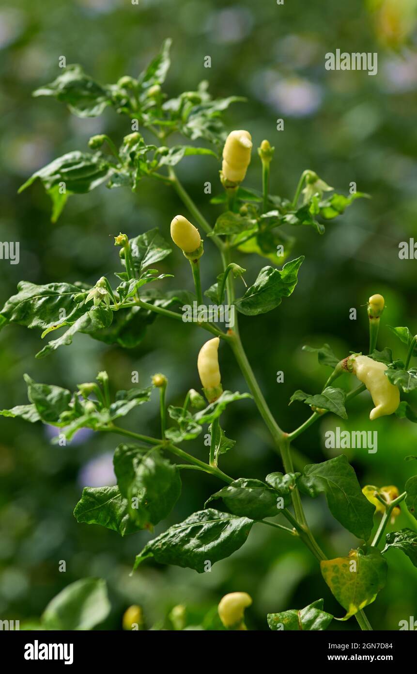 The white chili pepper on the plant Stock Photo - Alamy