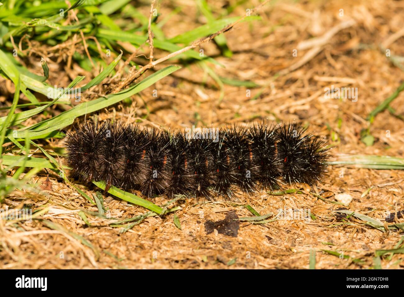Giant Leopard Caterpillar (Hypercompe scribonia Stock Photo - Alamy