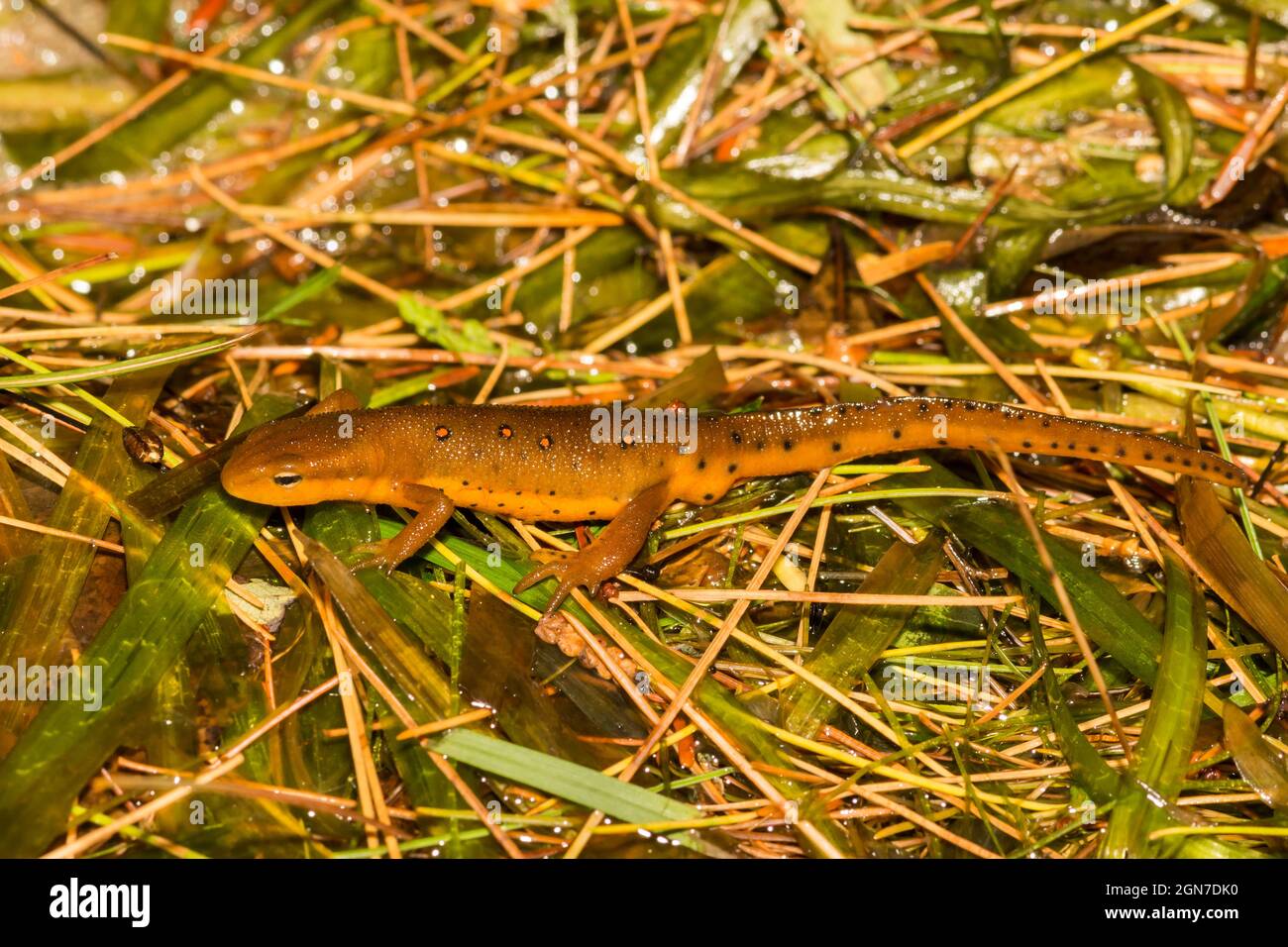 Eastern Red-spotted Newt (Notophthalmus viridescens Stock Photo - Alamy