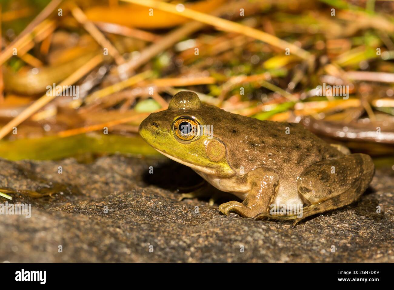 Lithobates hi-res stock photography and images - Alamy