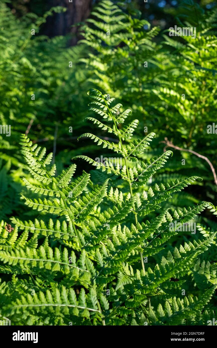 Common sword fern, Boston fern Nephrolepis exaltata LOMARIOPSIDACEAE ...