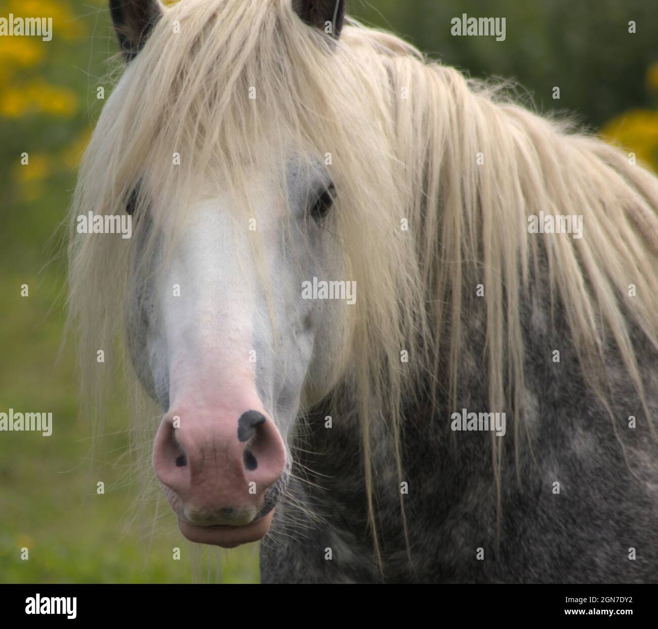 Dappled gray stallion hi-res stock photography and images - Alamy