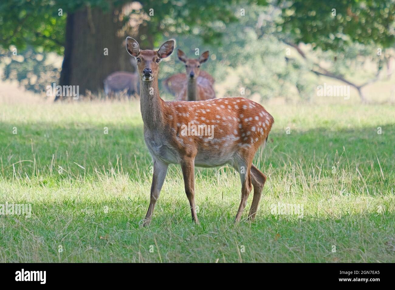 You looking at me? Young fallow doe deer, ears pricked, watching ...
