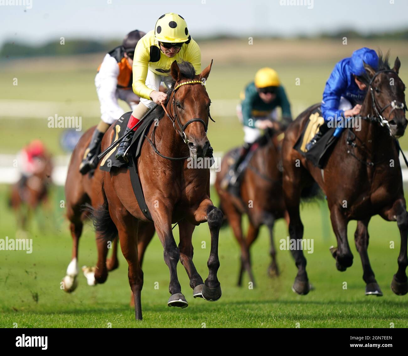 Subastar horse hi-res stock photography and images - Alamy