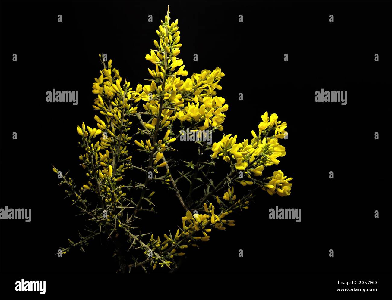 Genista scorpius flower Stock Photo - Alamy