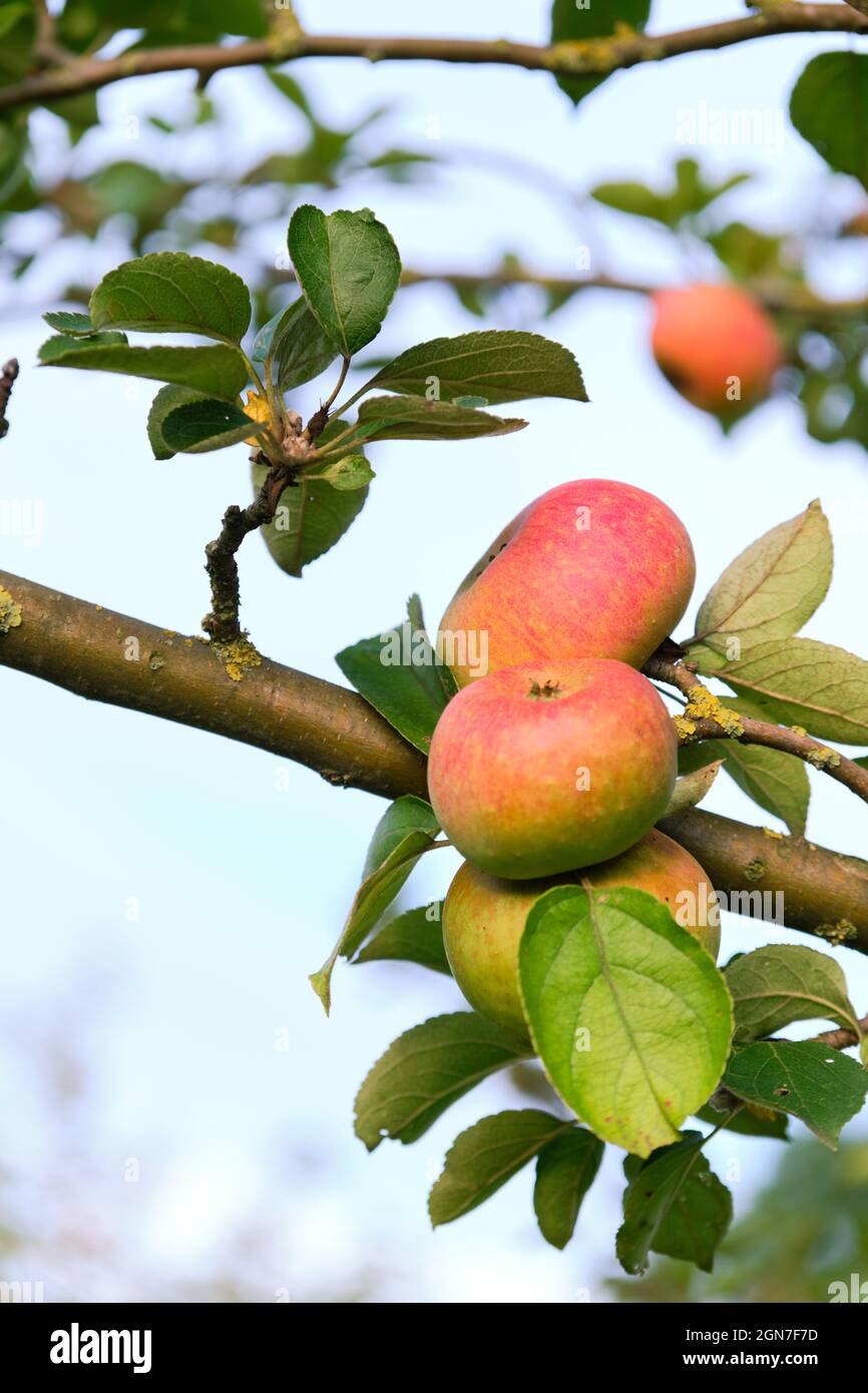 Vertical close up of a branch with apples and leaves and white ...