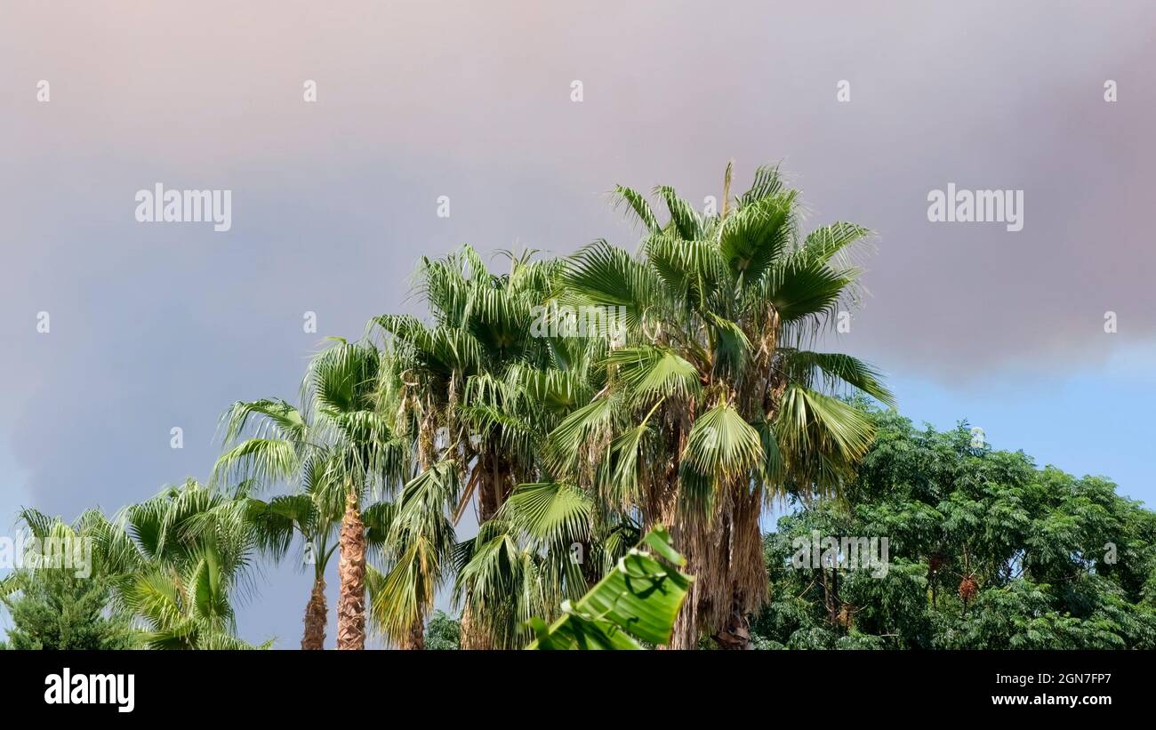 Campfire smoke in the sunset light against the backdrop of palm trees ...