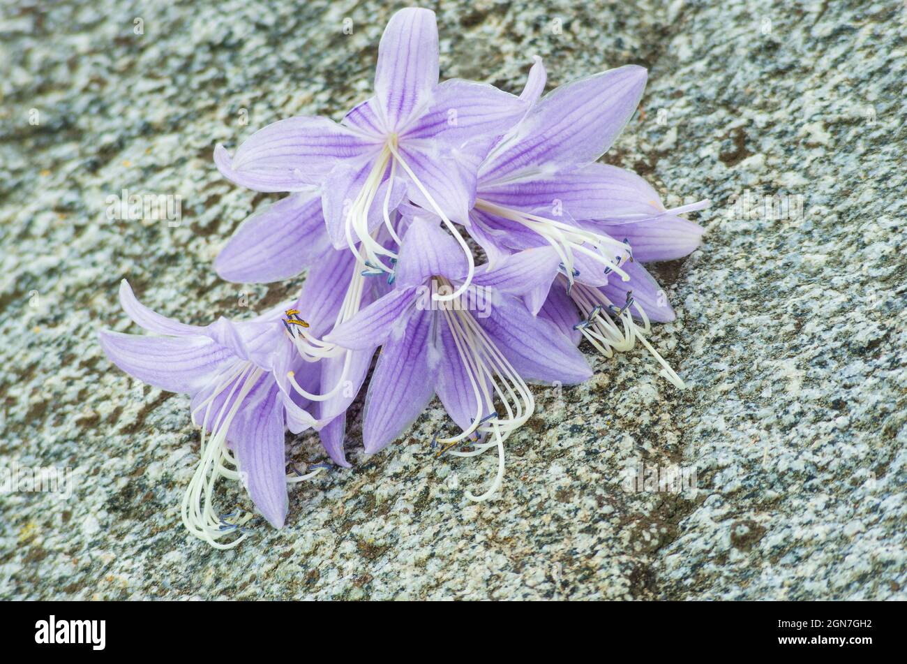 lavender hosta flower blossoms in full bloom with pistils and stamens ...