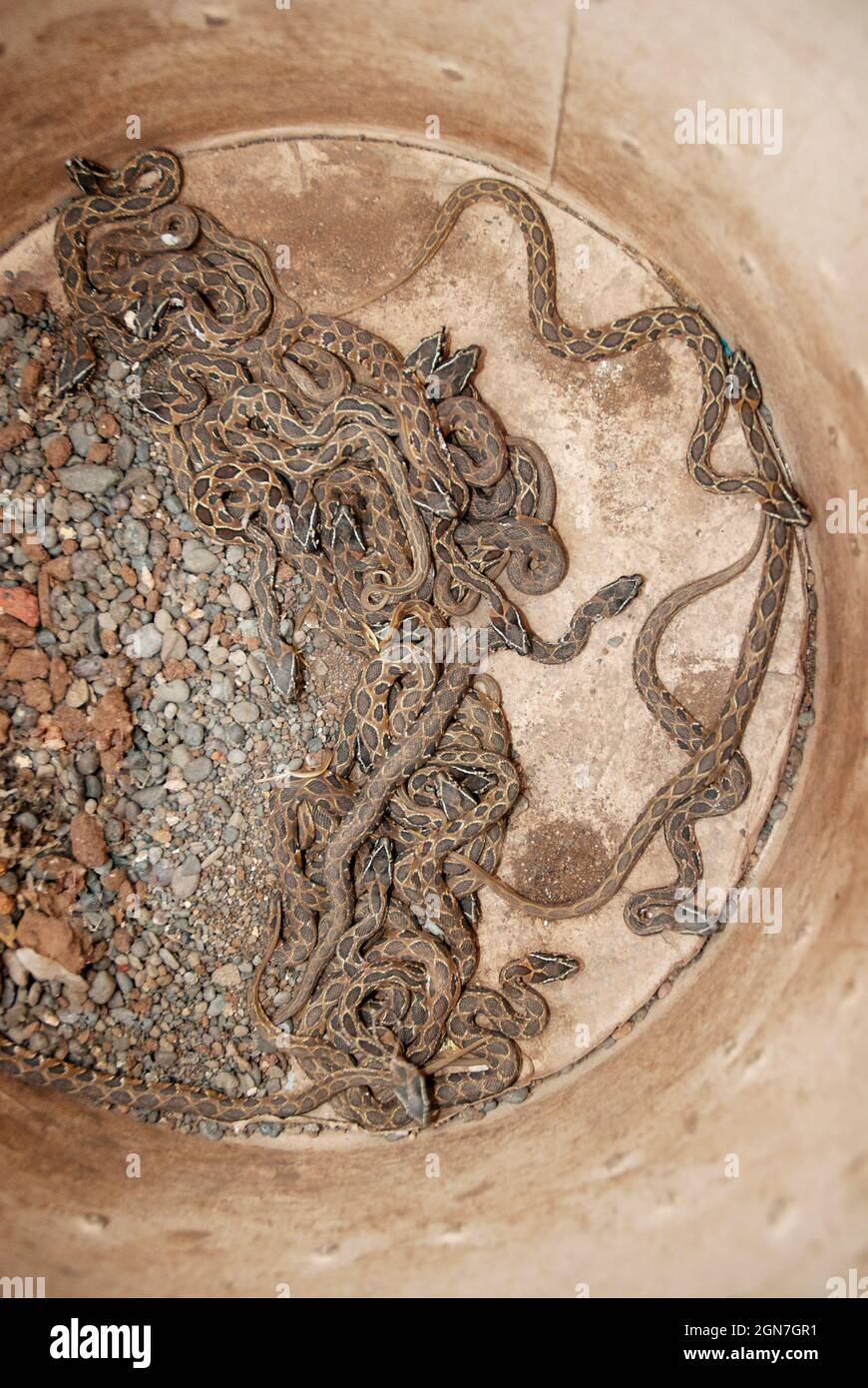 Babies of Russell's viper, Daboia russelli, Mumbai, Maharashtra, India ...
