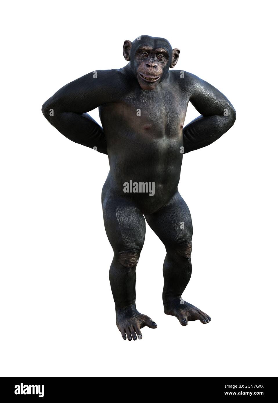 3d illustration of a chimpanzee standing with both hands behind his ...
