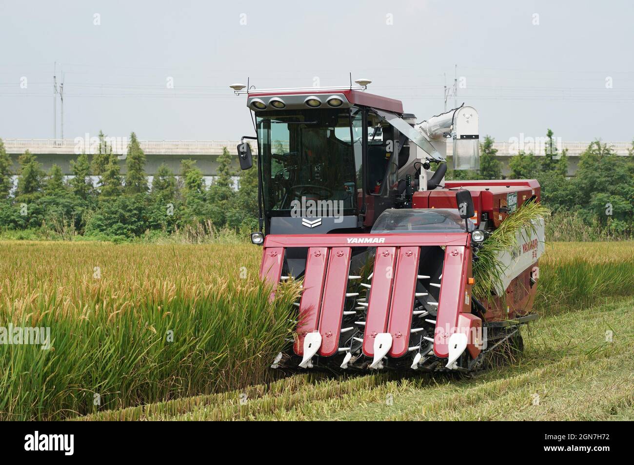 A rice field in shanghai hi-res stock photography and images - Alamy