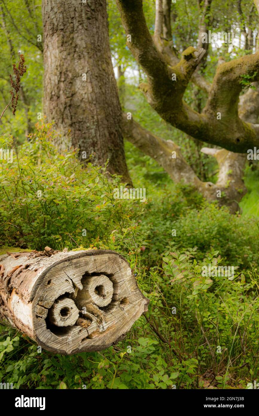 Strange tree hi-res stock photography and images - Alamy