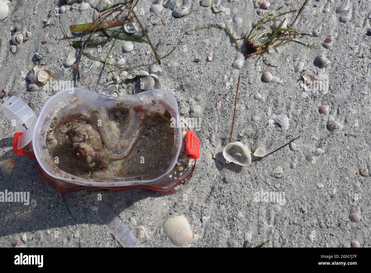 Shell on the beach Stock Photo - Alamy