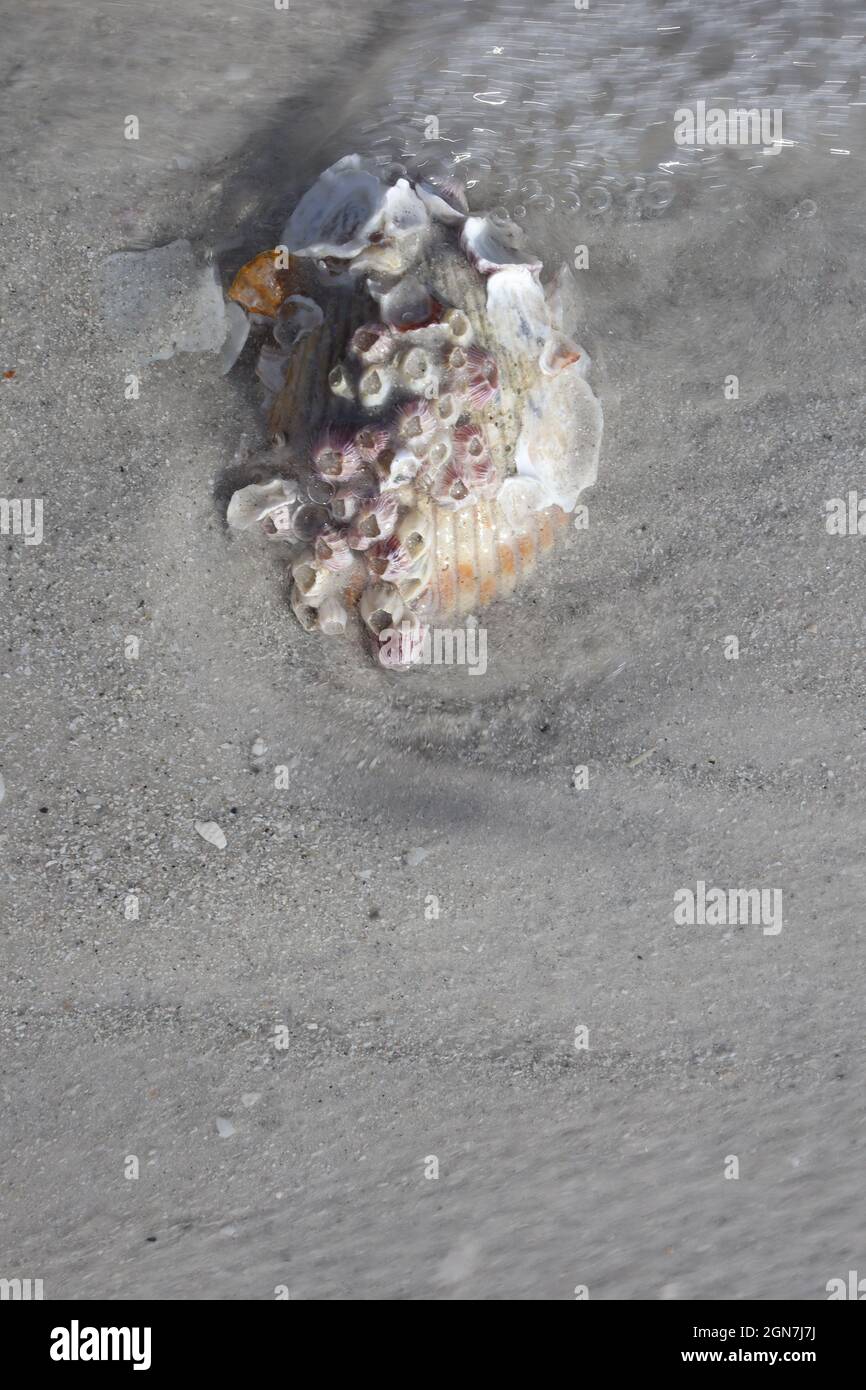 Shell on the beach Stock Photo - Alamy