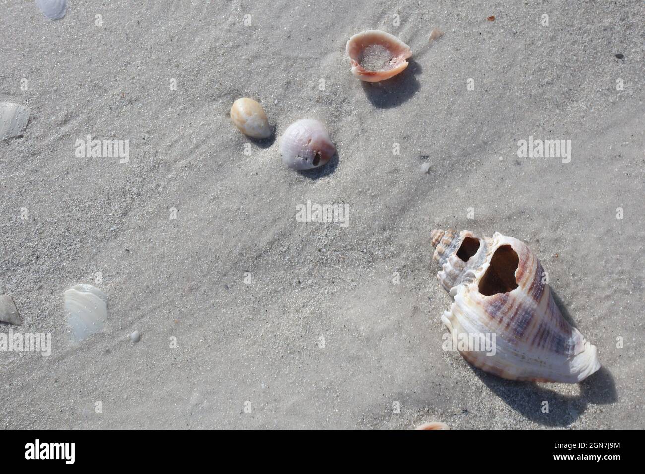 Shell on the beach Stock Photo - Alamy
