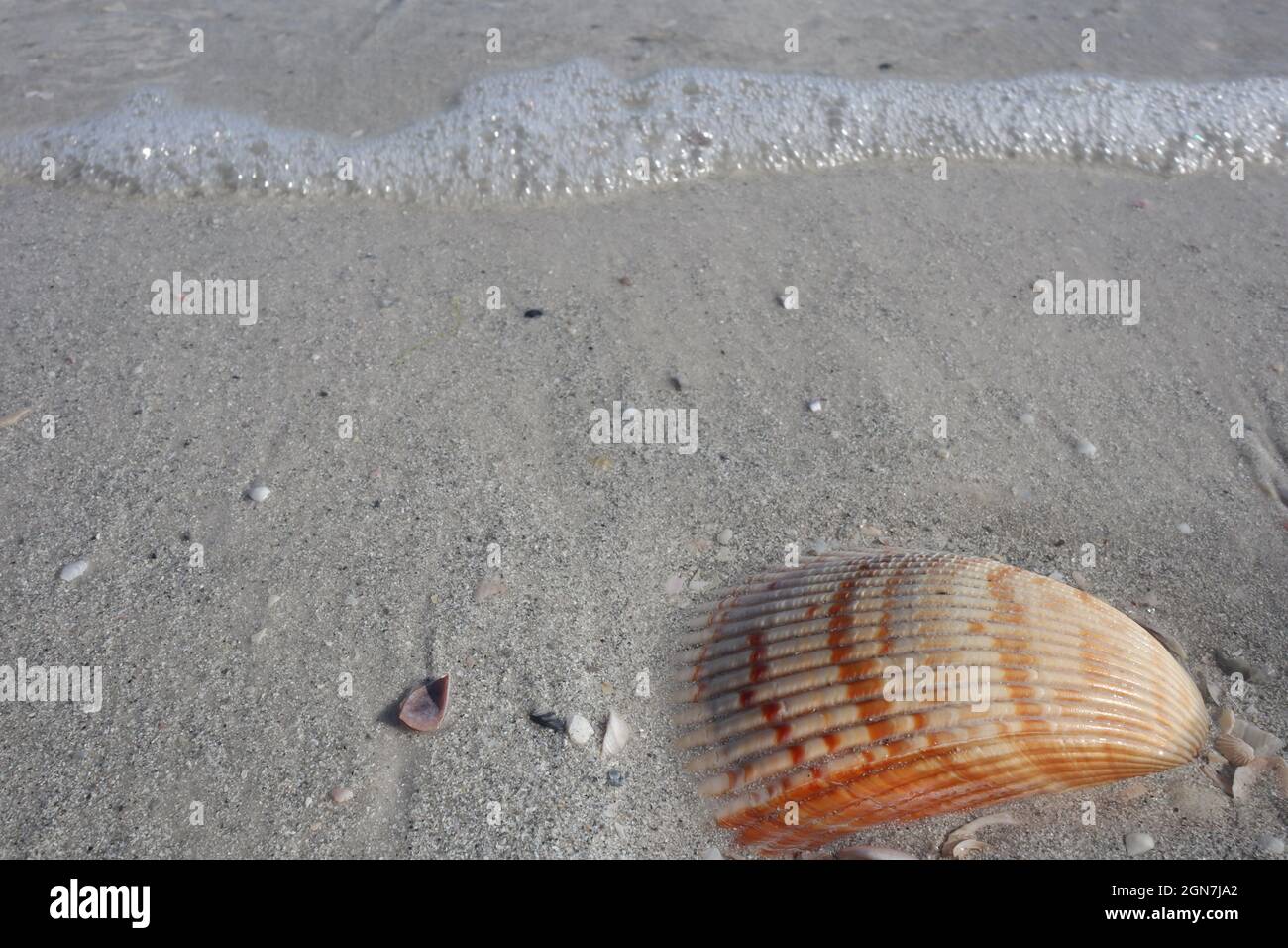Shell on the beach Stock Photo - Alamy