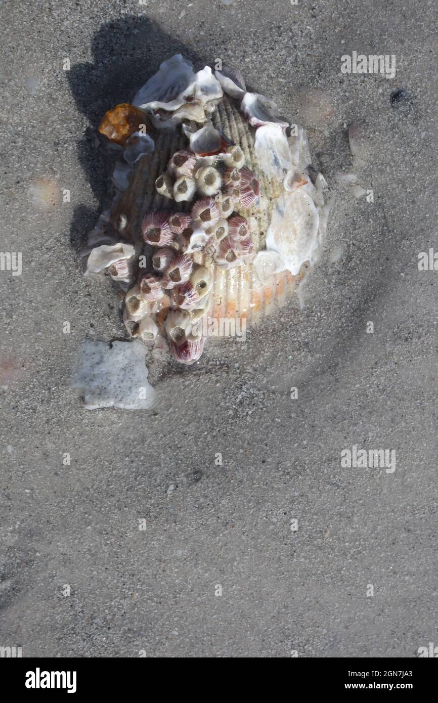 Shell on the beach Stock Photo - Alamy