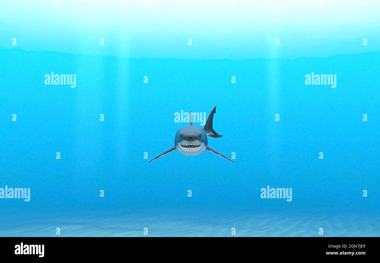 3d illustration of a distant great white shark swimming through blue ...
